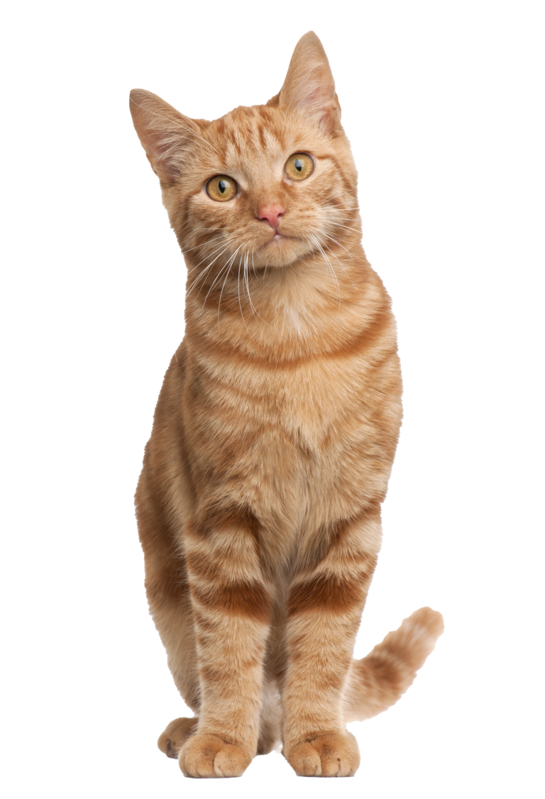 VETIQ Cat Wellness Pack – Hairball & Nutrition Support - VETIQ Healthy+